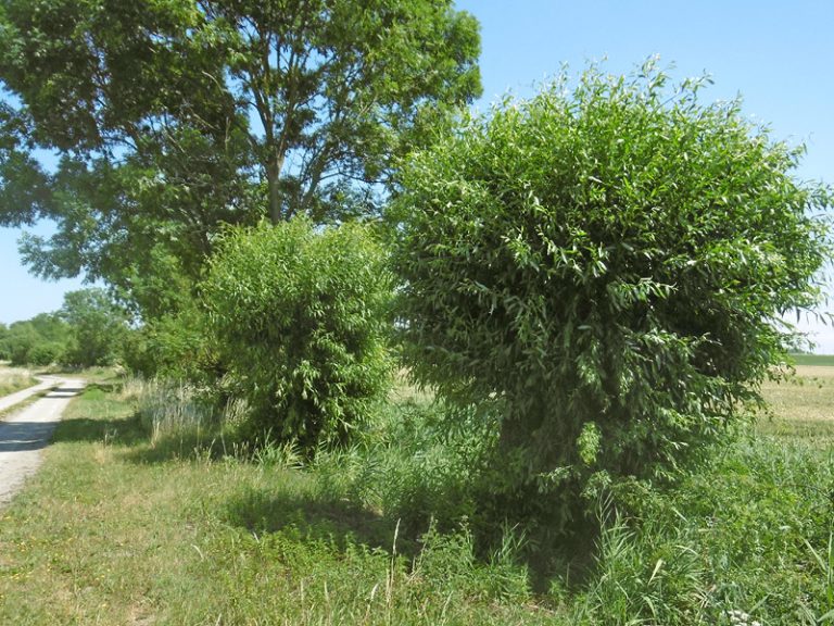 Kopfbaumpflege – Landschaftspflege in der Altmark