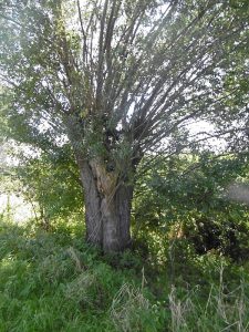 Kopfbaumpflege – Landschaftspflege in der Altmark
